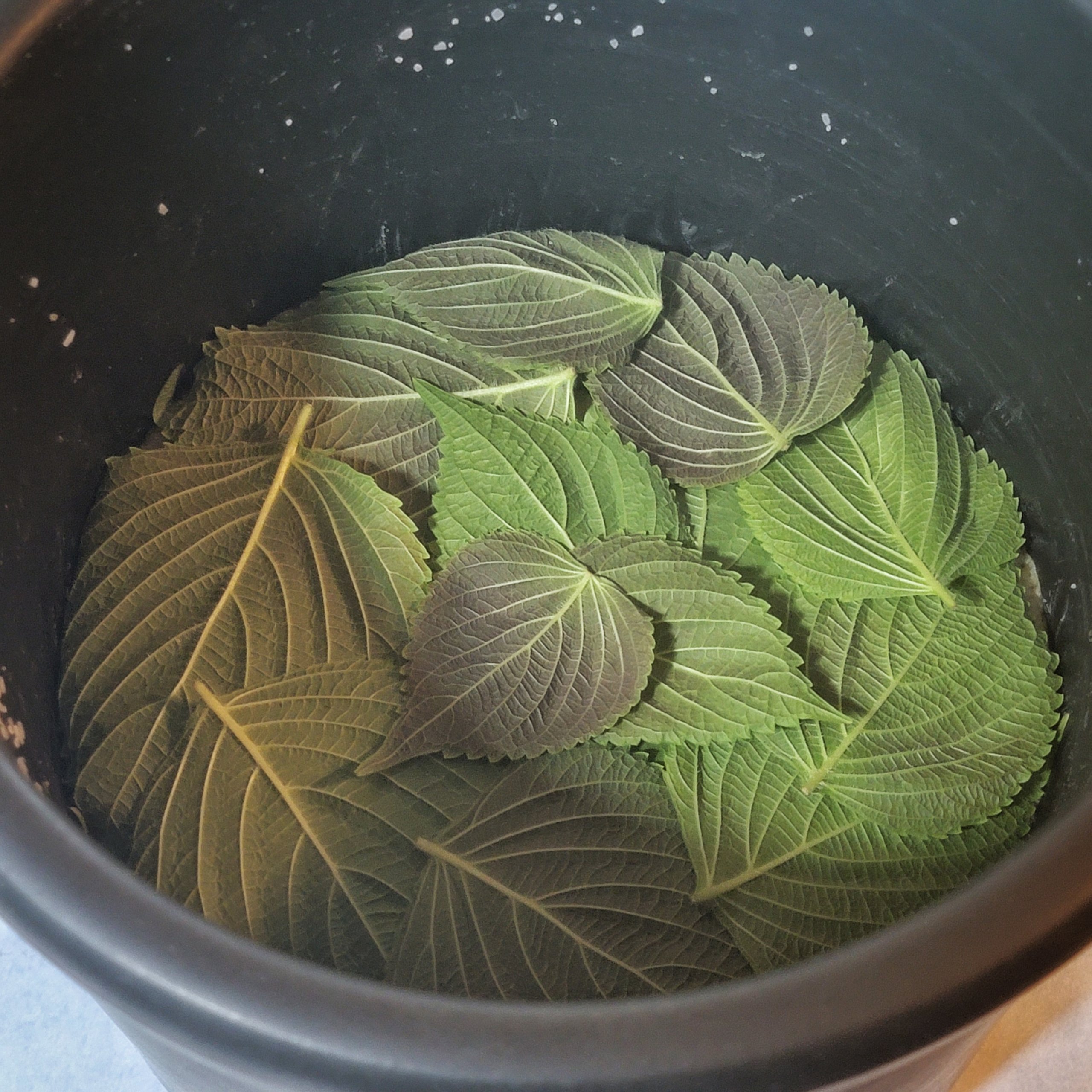Shiso Miso – Crock of Time